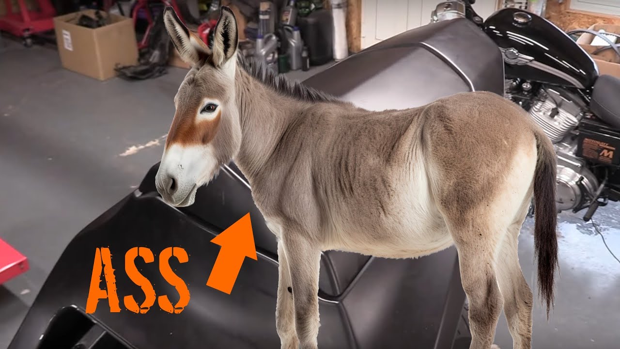 Busa New tail - YouTube