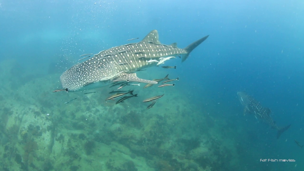 Two whale sharks swimming together - YouTube