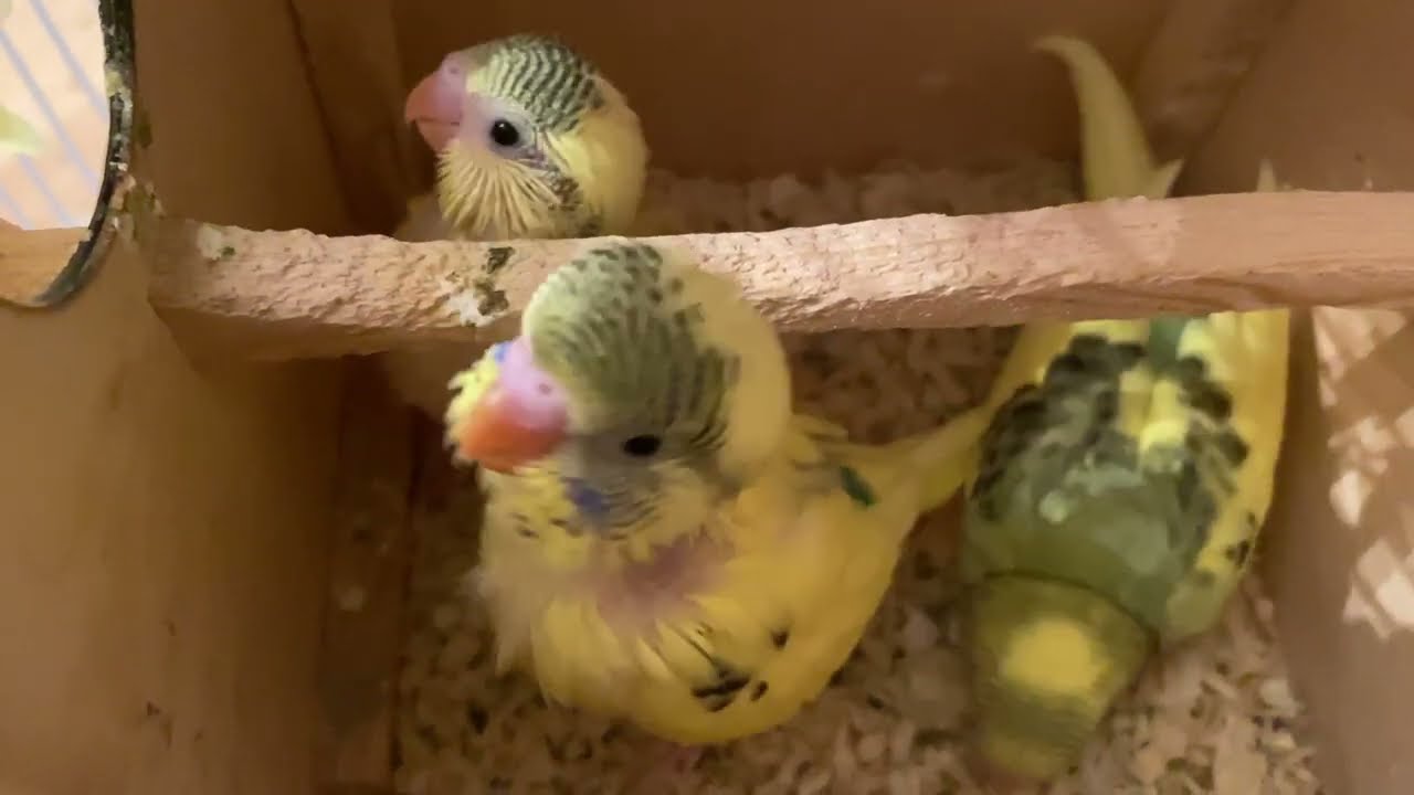 Budgie baby asks parents for feeding - YouTube