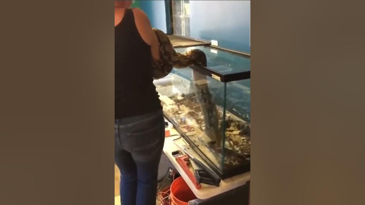 when a python it hungry its hungry - YouTube