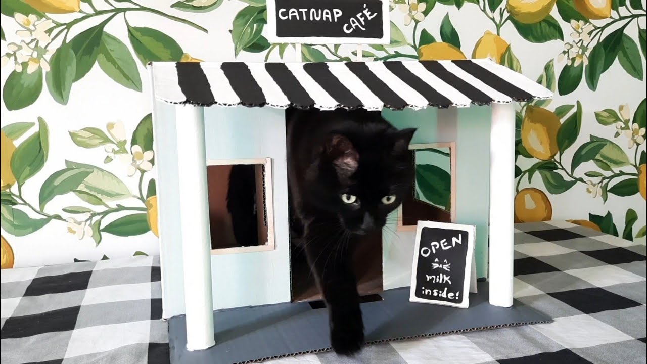 DIY Cardboard Cat House - Cat Cafe 🐈‍⬛☕ - YouTube