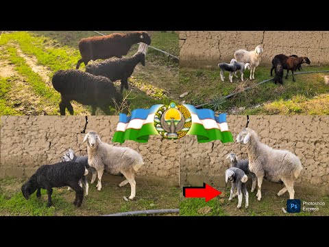 3 BOSH EGZAKCHI QUYLAR KELDI ARZONCHI UKAM YANGI PARTYA QUYLAR