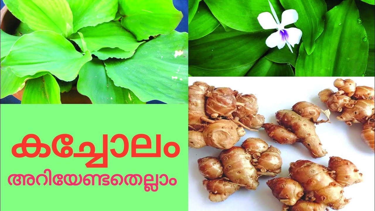 Kacholam | Aromatic ginger | Kaempferia galanga | പൂലാങ്കിഴങ്ങ് ...