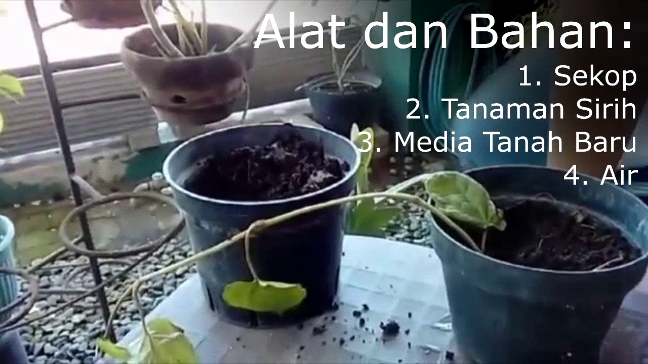 Tugas Biologi - Merunduk - SMAK St. Louis 1 Surabaya - YouTube