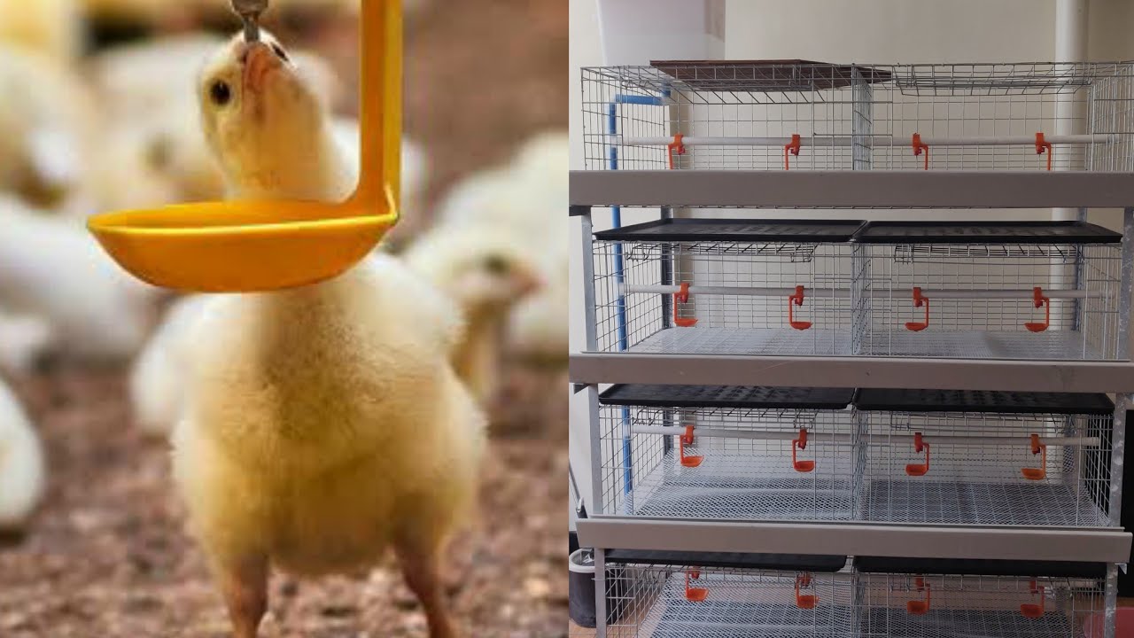 May kulungan walang manok 🤦‍♂️, Chicken Cage 80 Heads, Time lapse ...