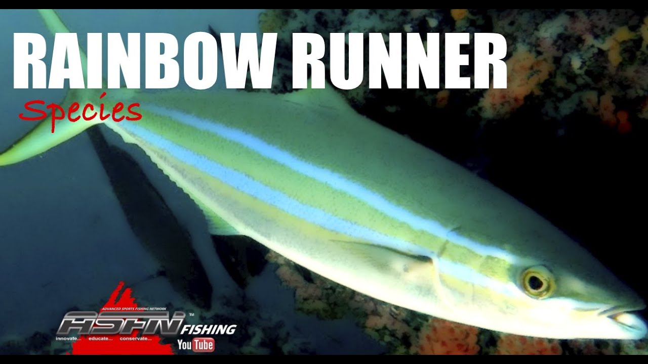 ASFN Species | The Rainbow Runner - YouTube