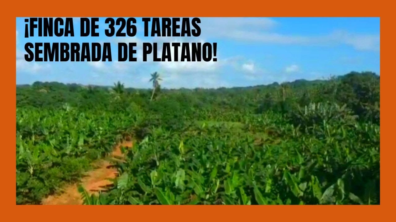 Finca de 326 tareas Sembrada de plátanos Cotui Rep. Dom. - YouTube