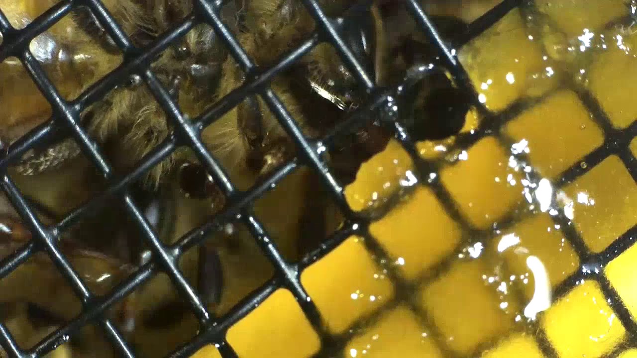 Bees Eating Honey Under Microscope - YouTube
