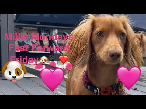 #136 #hundredthirtysix Millie Mondays Fast Forward Friday # ...
