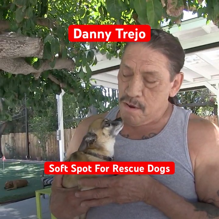 Tough guy Danny Trejo's soft spot for rescue dogs - YouTube