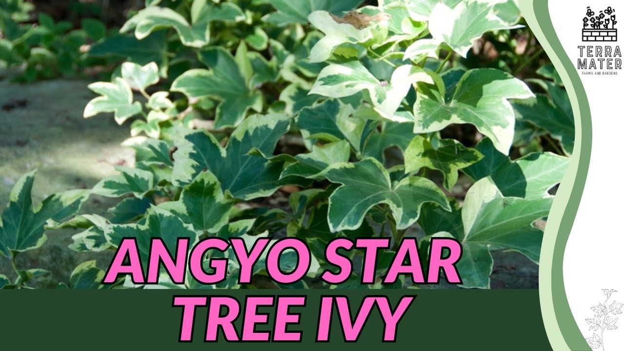 Angyo Star Tree Ivy Plant Profile & Growing Tips (× Fatshedera lizei ...