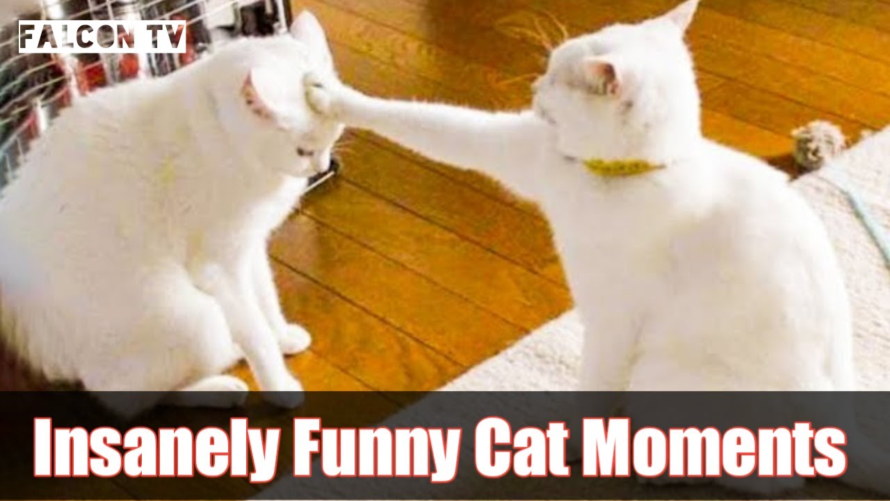 Insanely Funny Cat Moments | World's Funniest Cats & Their Best Moments ...