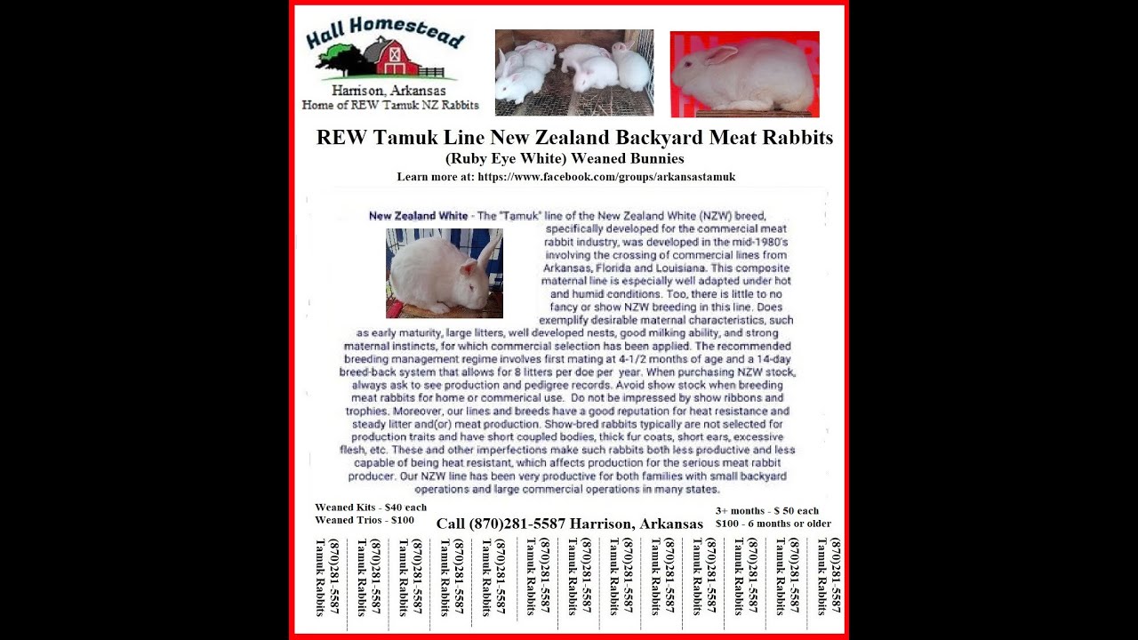 Hall Homestead - 02/22/2025 REW Tamuk rabbit newborn kits - YouTube