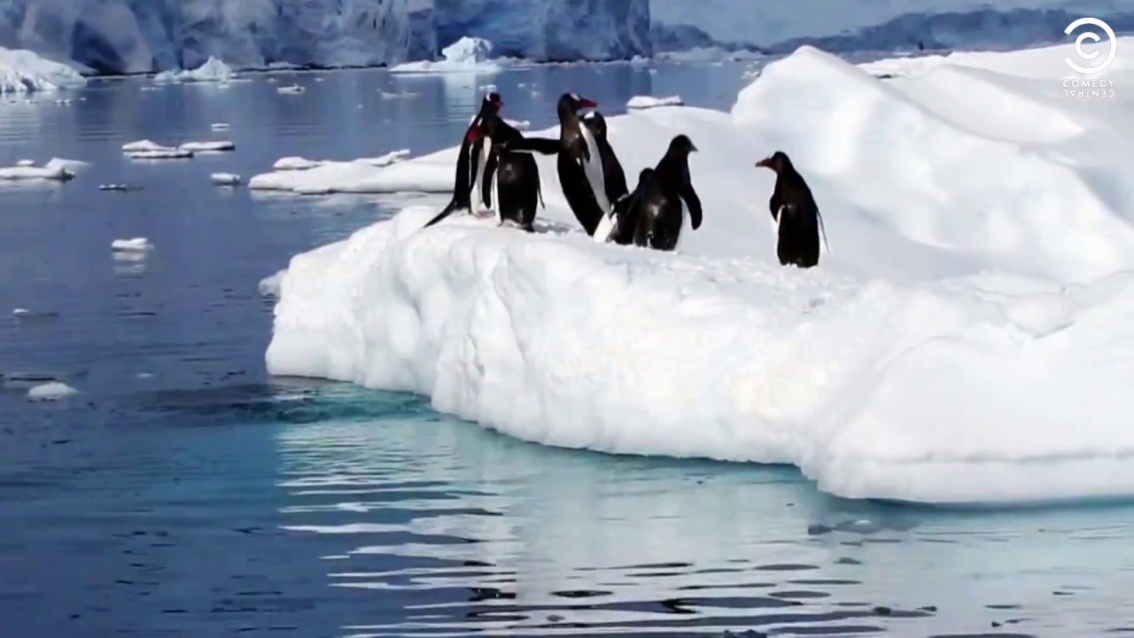 Penguins Make You LOL - Comedy Central - YouTube