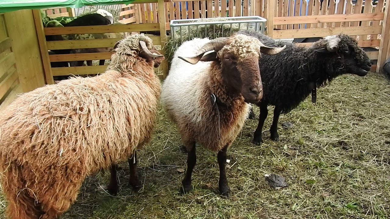 羊 Walliser Landschaf Sheep 2017 1001 - YouTube