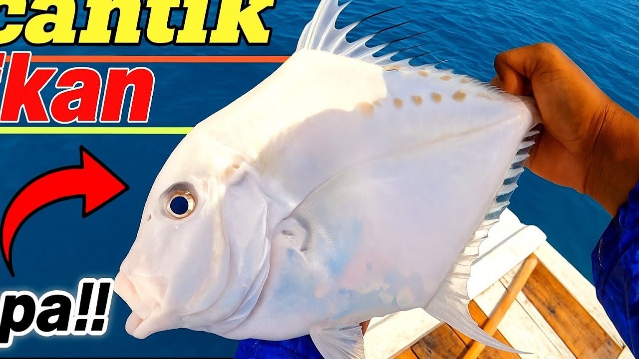 tehnik mancing tradisional handline emang mantab! ahirnya strike ikan ...