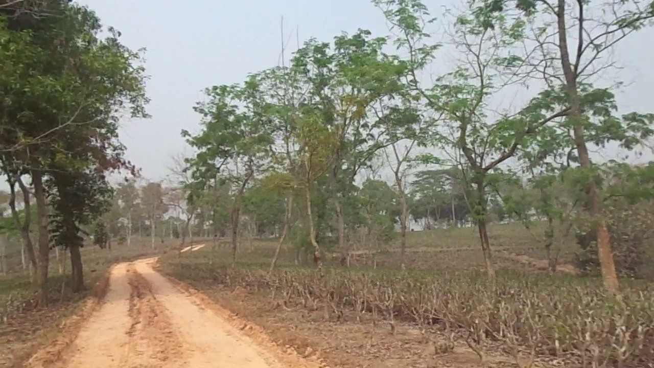 Halda Valley Tea Estate 4 - YouTube