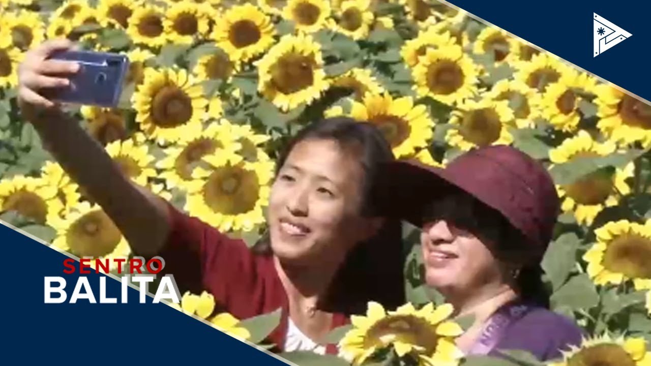Sunflower farm sa Benguet, dinarayo ng mga turista - YouTube