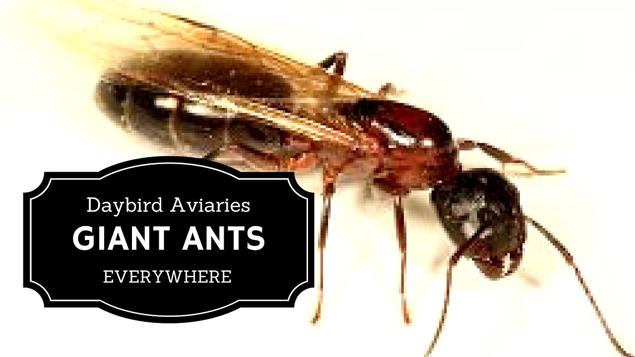 GIANT ANTS - These things are everywhere. What are these giant ants ...