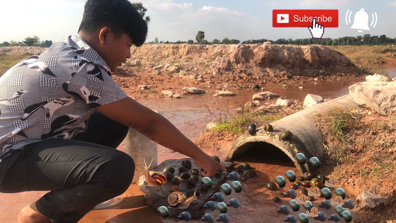 WoW amazing🤩! Many snails in the water near the mouth of the sewer.🐌 ...