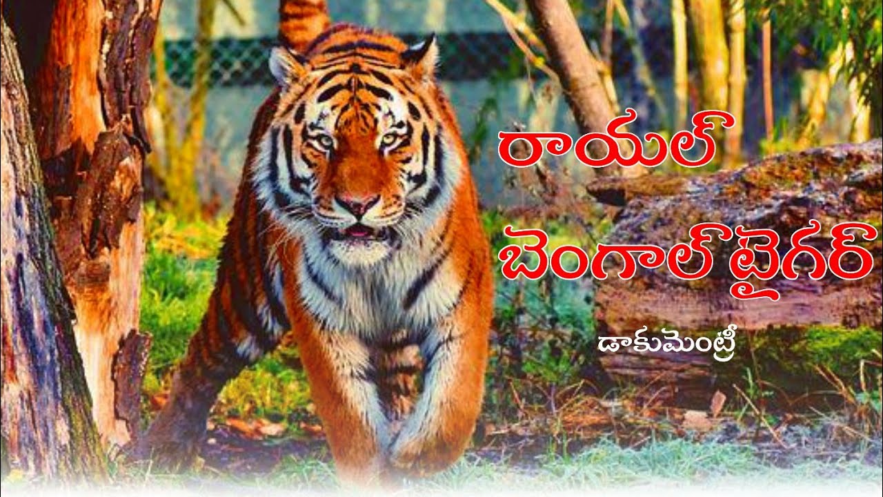 Royal Bengal tiger Full story in Telugu Bengal tiger story Telugu ...