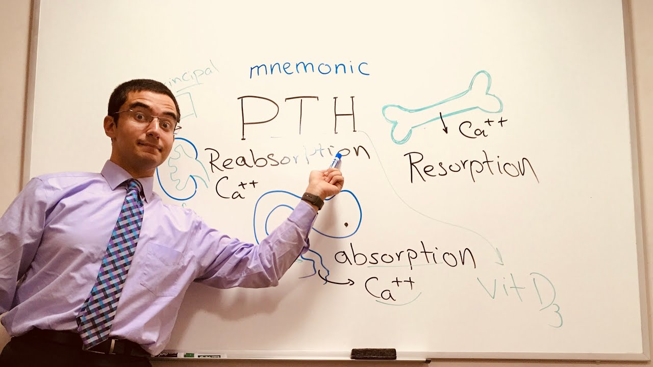 Parathyroid Hormone (PTH) - a simple Mnemonic - YouTube