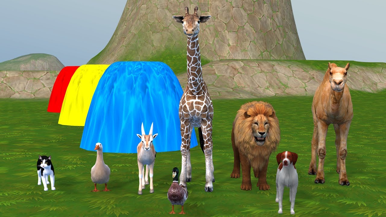 Dog Lion Camel Duck Deer Cat Giraffe Crossing the Fountain and Escaping ...