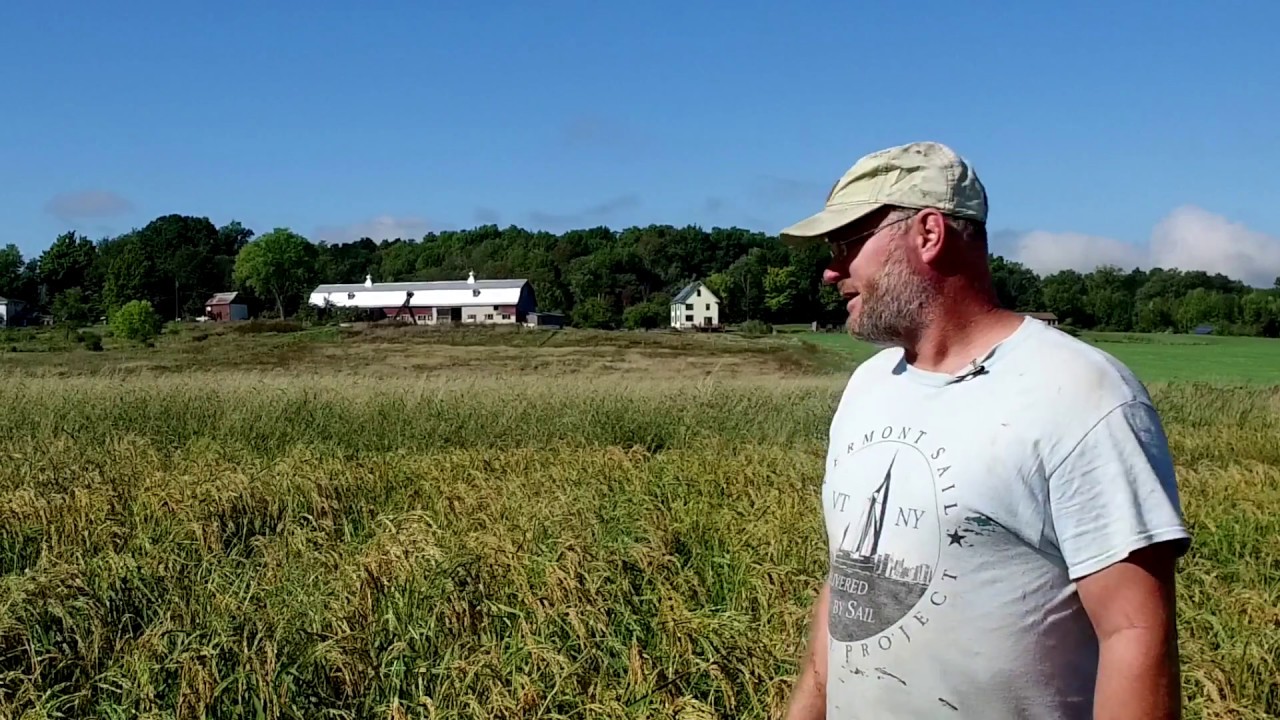 Vermont Rice Farming 2016 - YouTube