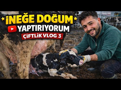 Çiftlik Vlog 3 İneğe Doğum Yaptırıyorum 