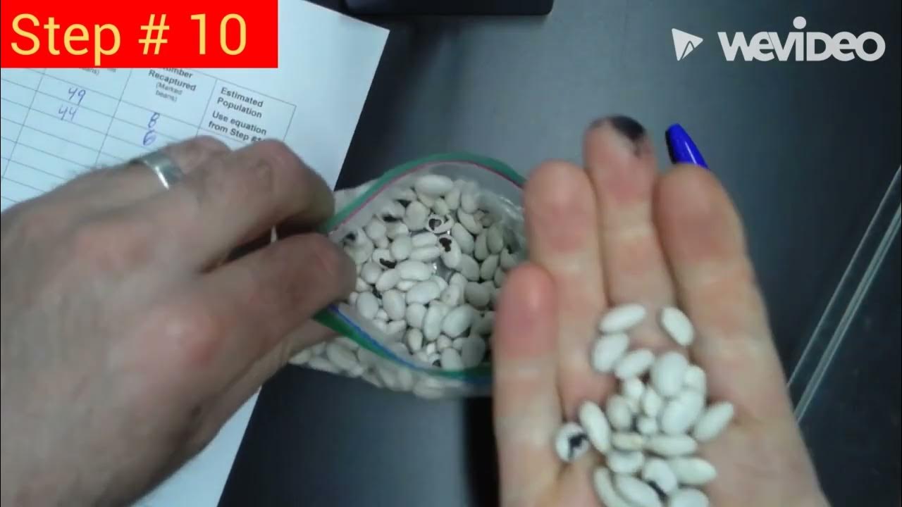 Bean Activity - Mark Recapture - Population Estimation Size Lab - YouTube