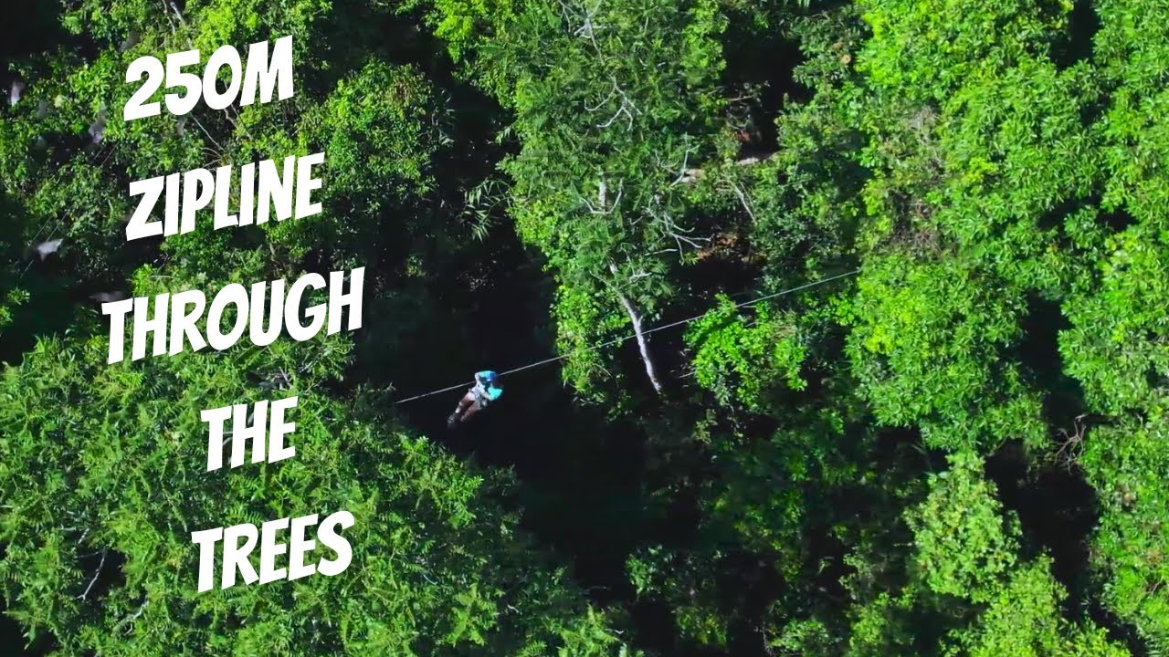 Forest Flying in Finch Hatton, QLD: A Magical Aerial Adventure - YouTube