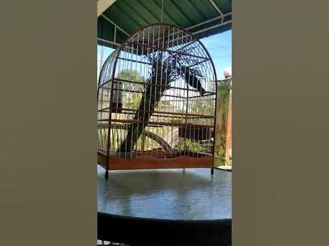 picolet pie pie nickerie 2022 - YouTube