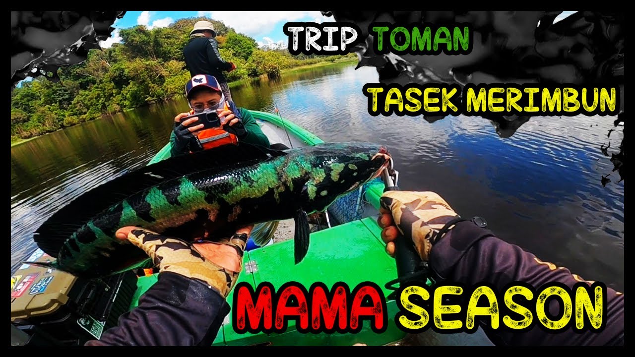 Musim MAMA Toman #V33 #toman #tomanhunter #brunei - YouTube