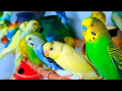Parakeet Singing at Sunrise 🌅🐦: A Beautiful Morning Melody! - YouTube