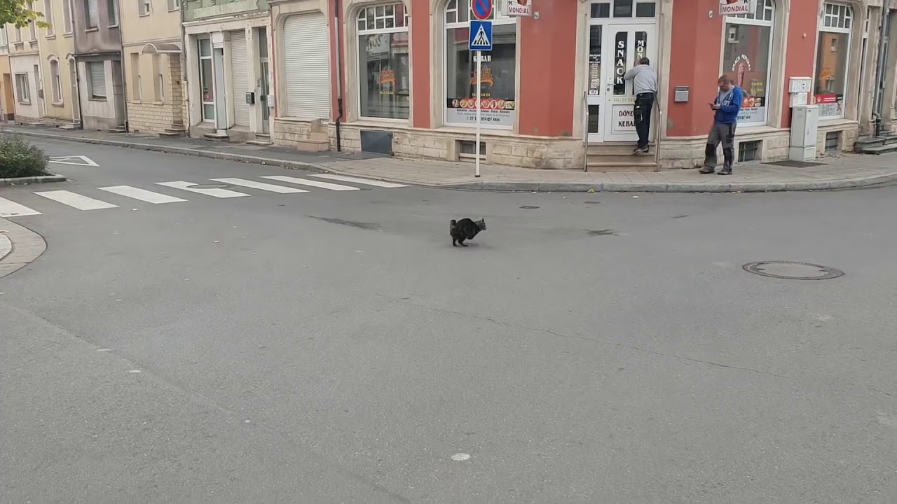 Gato perseguindo rato - YouTube