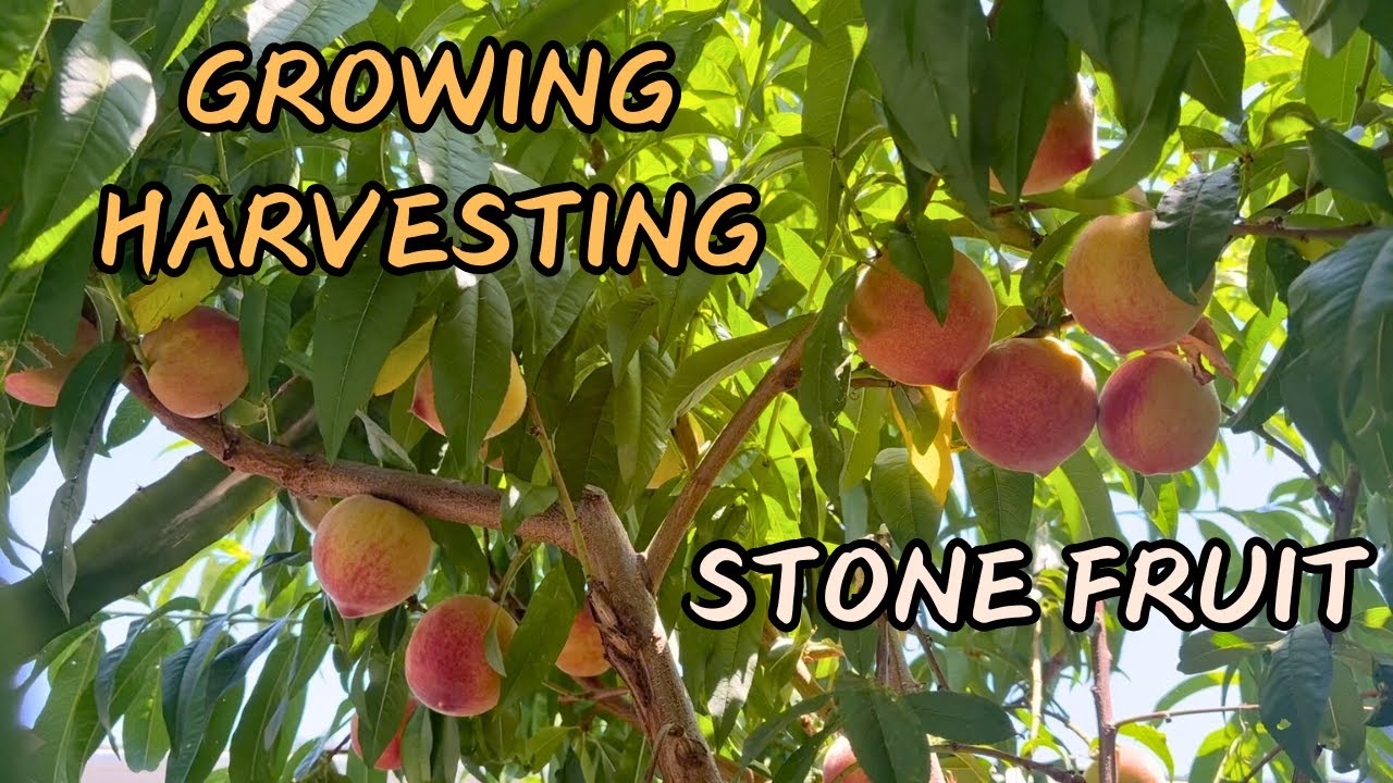 Tips To Planting, Growing, and Harvesting an Abundance of Stone Fruit ...