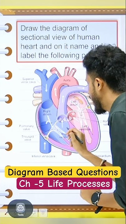 Diagram Based Questions Ch -5 Life Processes ||Class 10 Science ...