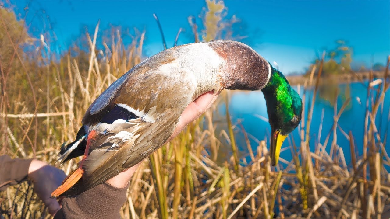 Frozen Marsh Greenheads - Duck Hunting 2017 - YouTube