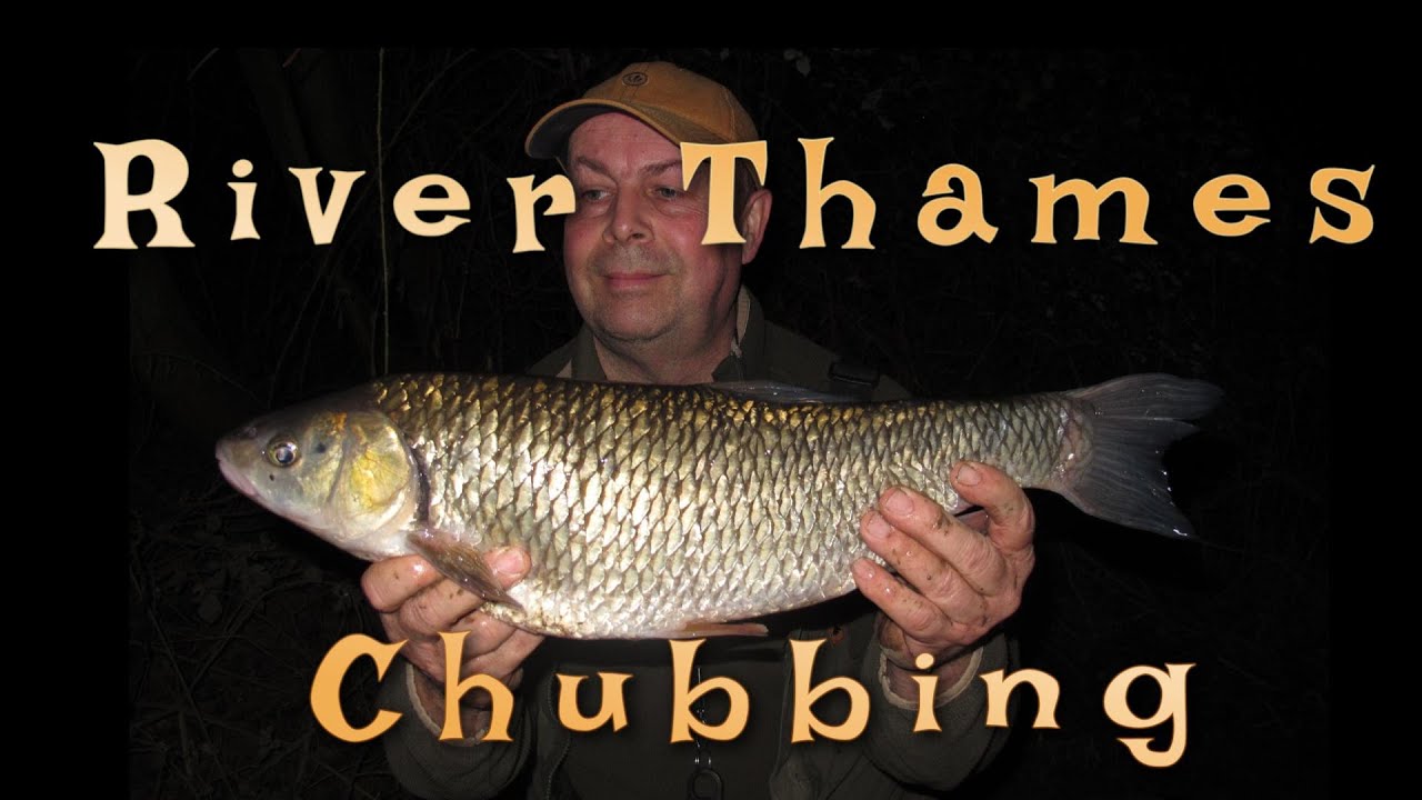 River Thames Chubbing - YouTube