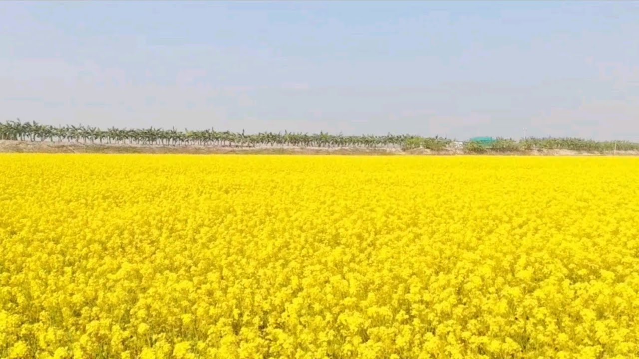 সরিষা ফুল | sorisa full | সরিষা ফুলের অসাধারণ দৃশ্য | সরিষা ক্ষেত ...