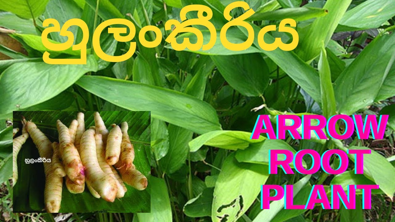 Hulan keeriya හුලංකීරිය arrowroot disambiguation - YouTube