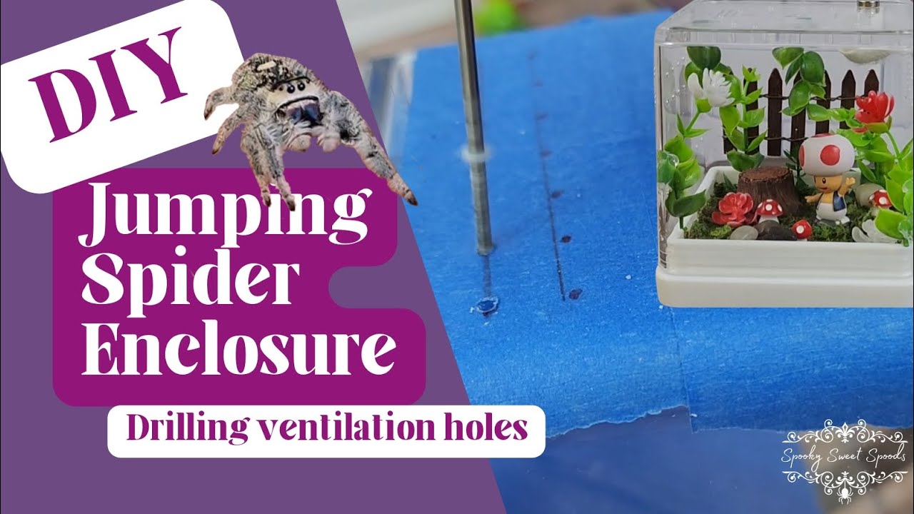 How to Add Ventilation Holes to Your Jumping Spider Enclosure - YouTube