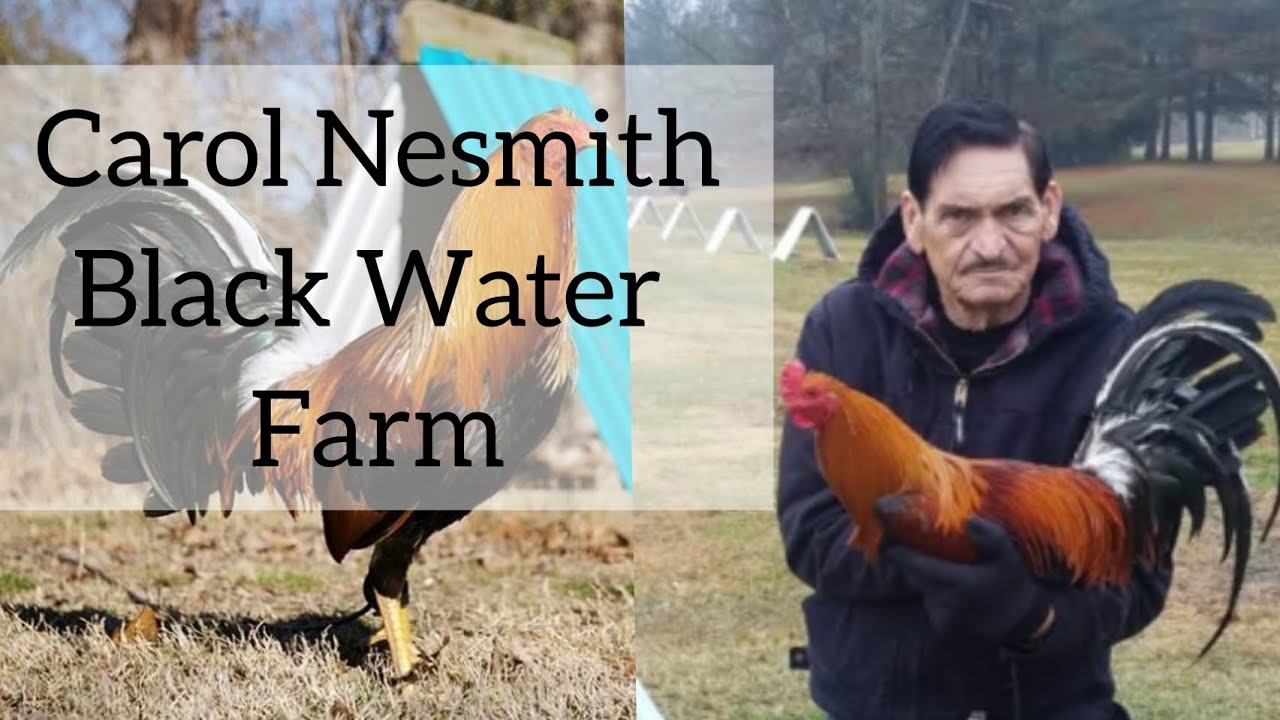 Carol Nesmith Black Water Farm - YouTube