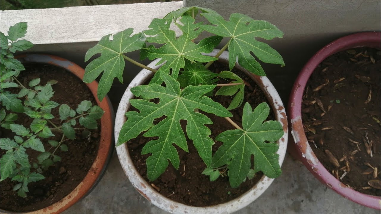 Grow Papaya / Papita in Pots. Special Care in Winters. Best Fertilizer ...