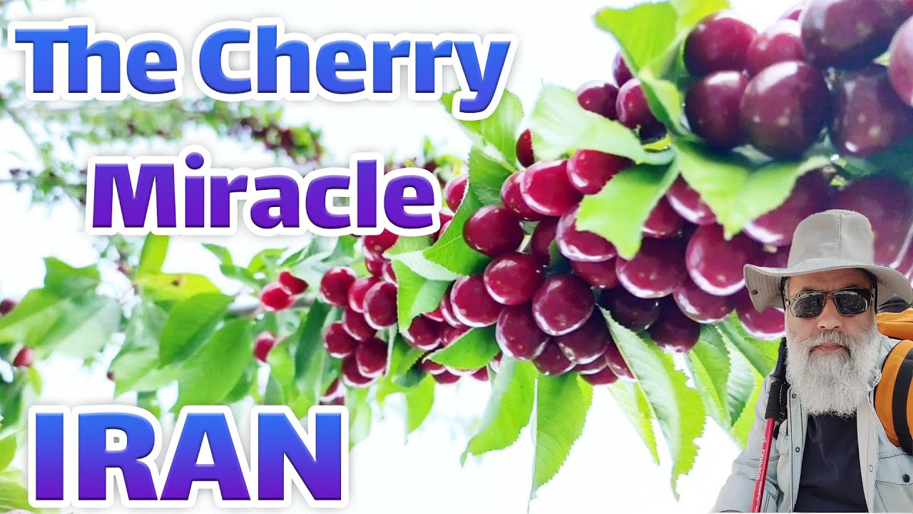 The Cherry Miracle:Cherry Miracle mashhad🚍🍒/iran 2022/walking tour/A ...