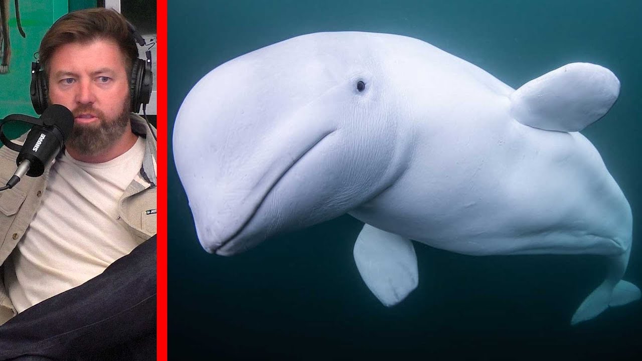 30 Beluga Whales in Captivity in Canada to Potentially Be Murdered ...