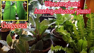 Plant Gallery in Alta Citta- Day 1  (Part 2)