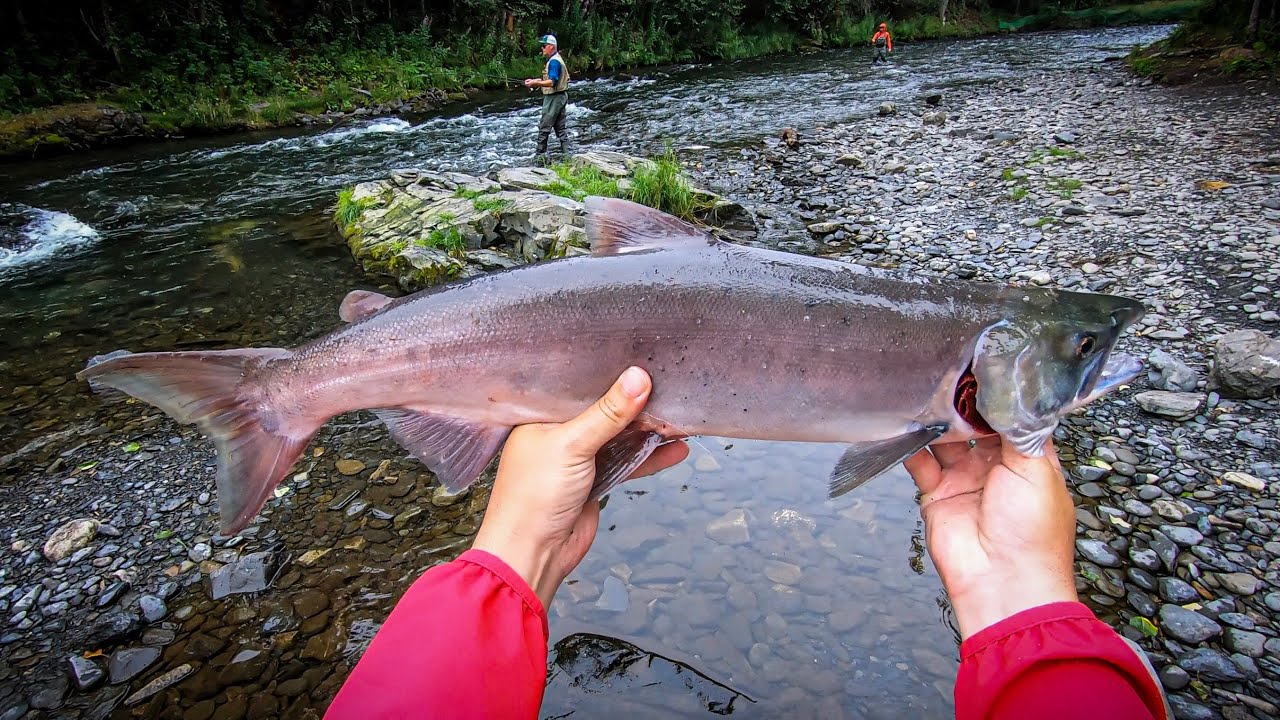 Russian River Sockeye Salmon Fishing - Kenai Alaska - YouTube
