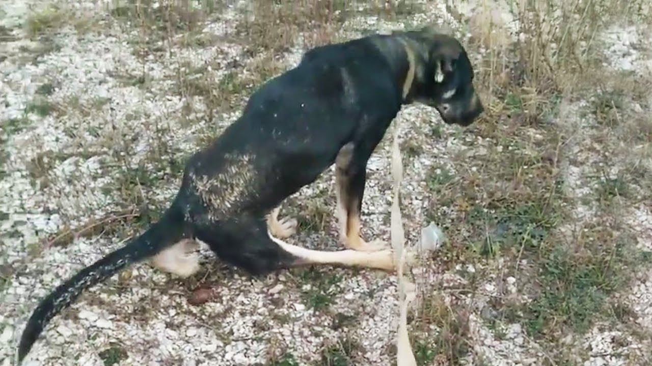 A dog with spastic hind legs was abandoned in the cold winter. - YouTube