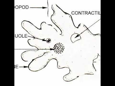 Structure of amoeba NCERT how to draw well labelled diagram of amoeba ...